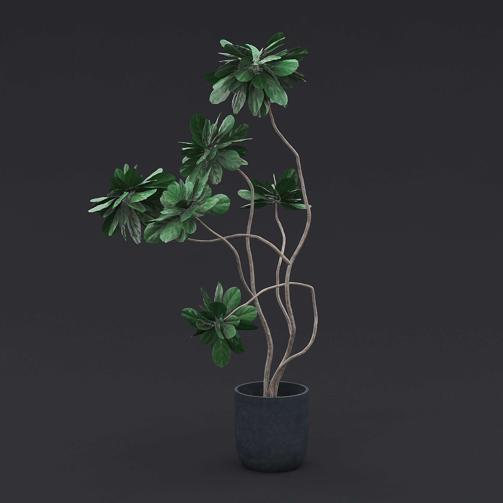 Fiddle Fig Tree I - 3D Model by fusemesh