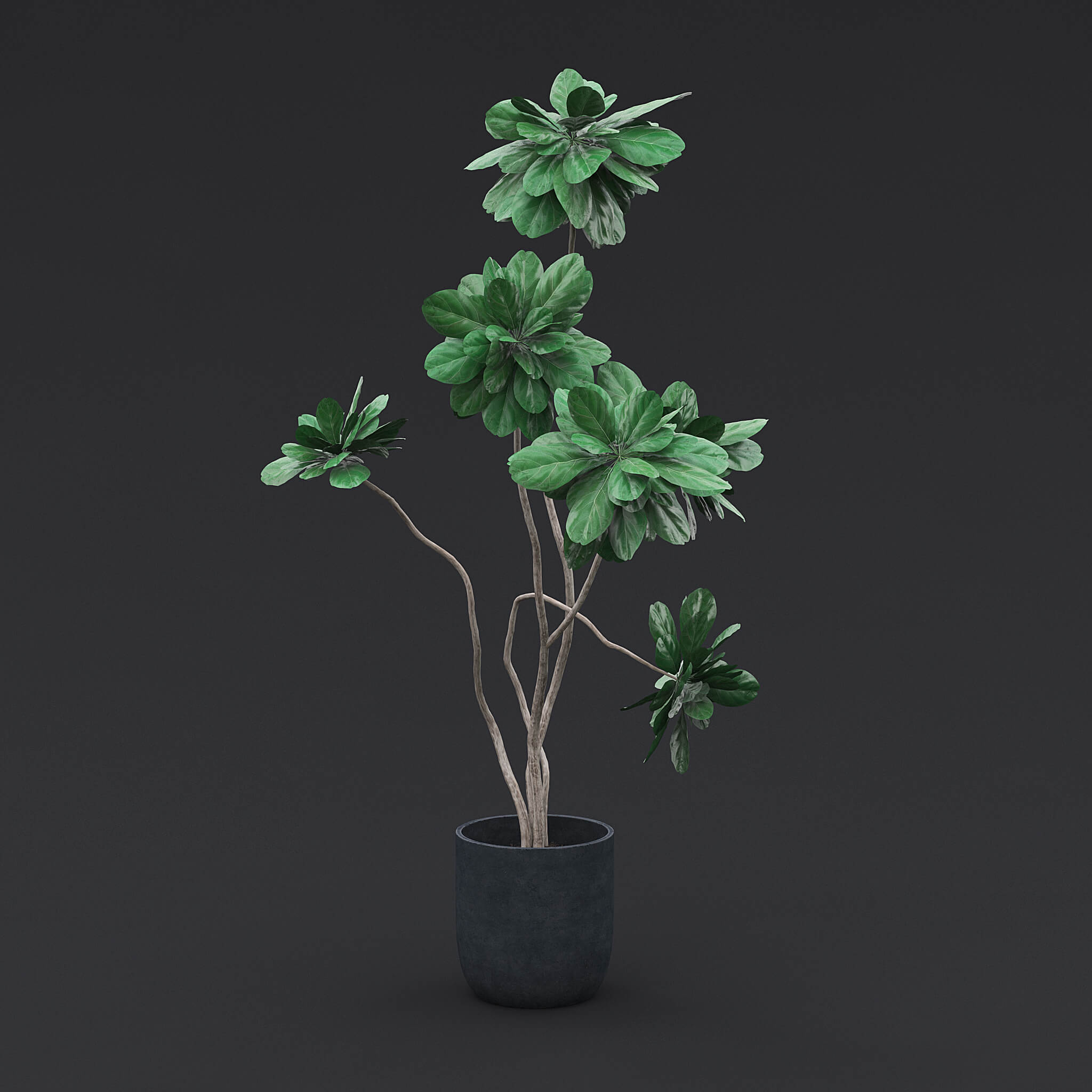 Fiddle Fig Tree I - 3D Model by fusemesh