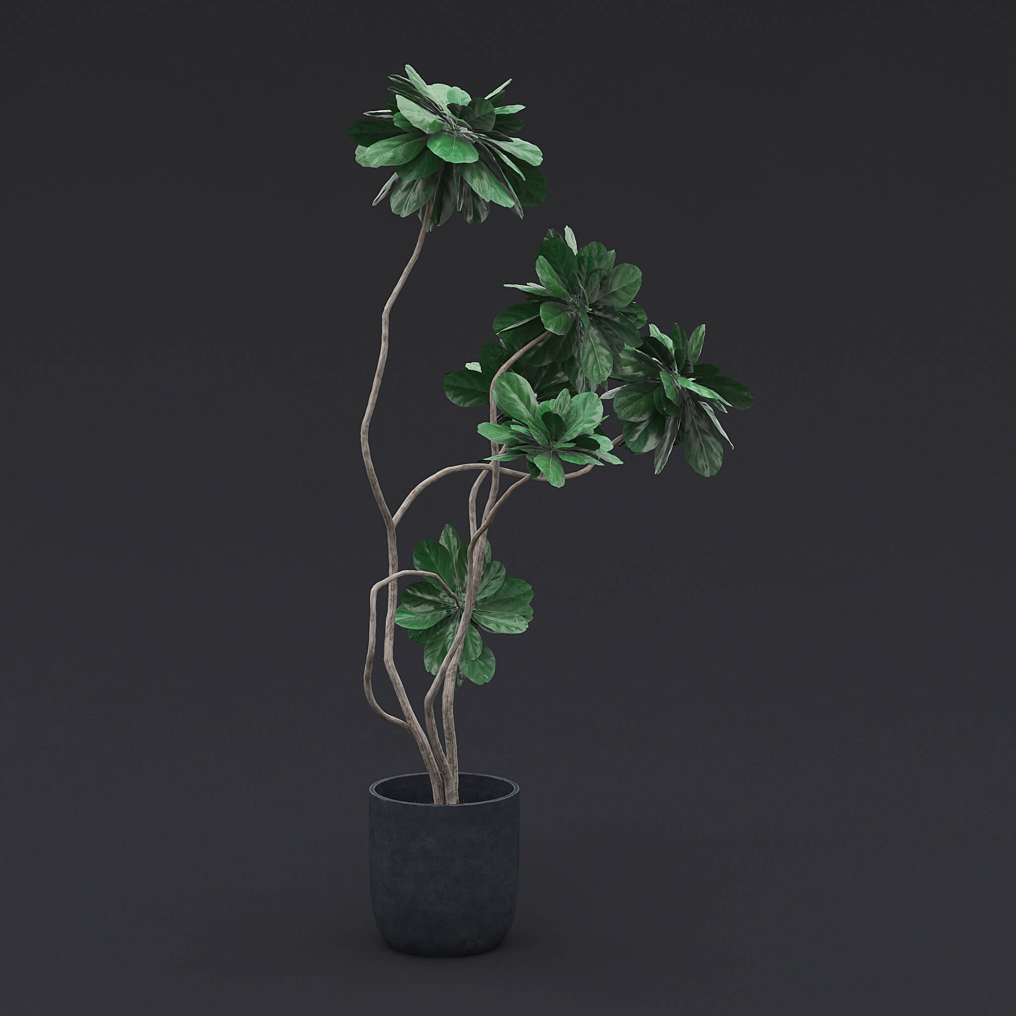 Fiddle Fig Tree I - 3D Model by fusemesh