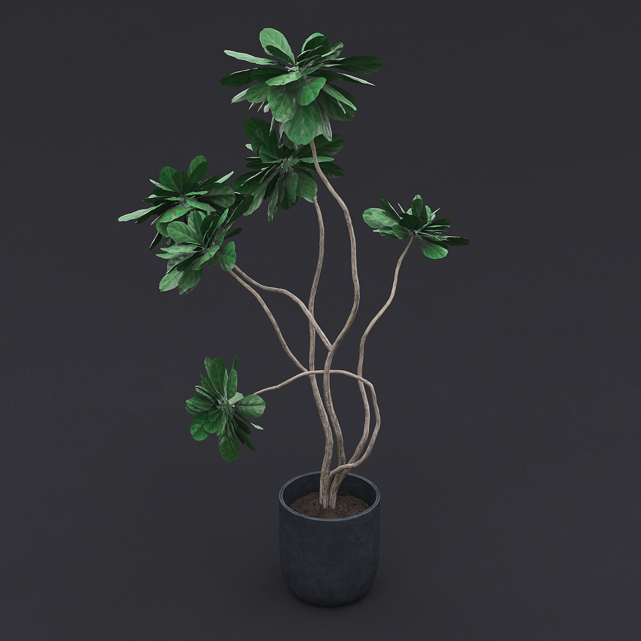Fiddle Fig Tree I - 3D Model by fusemesh