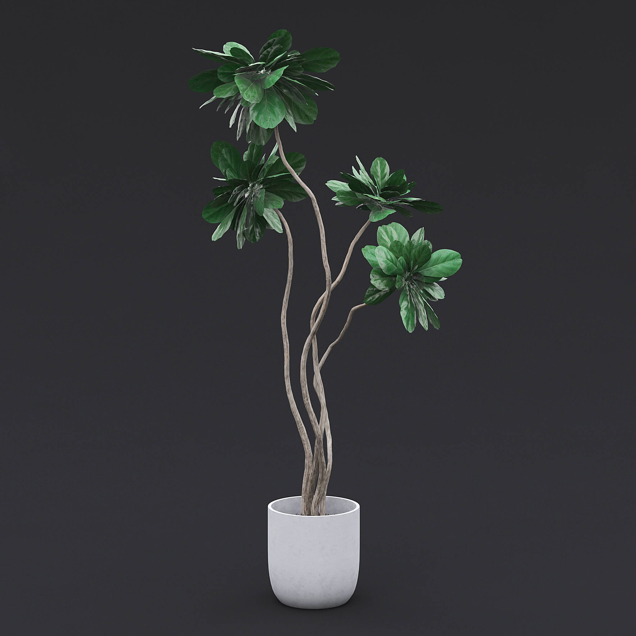 Fiddle Fig Tree II - 3D Model by fusemesh