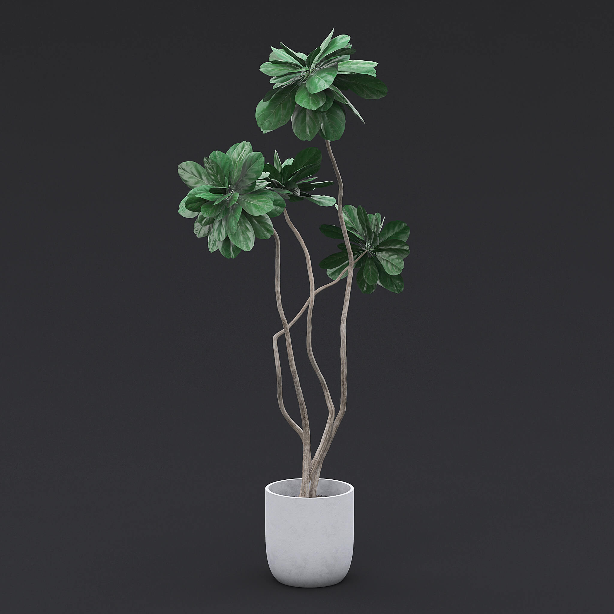 Fiddle Fig Tree II - 3D Model by fusemesh