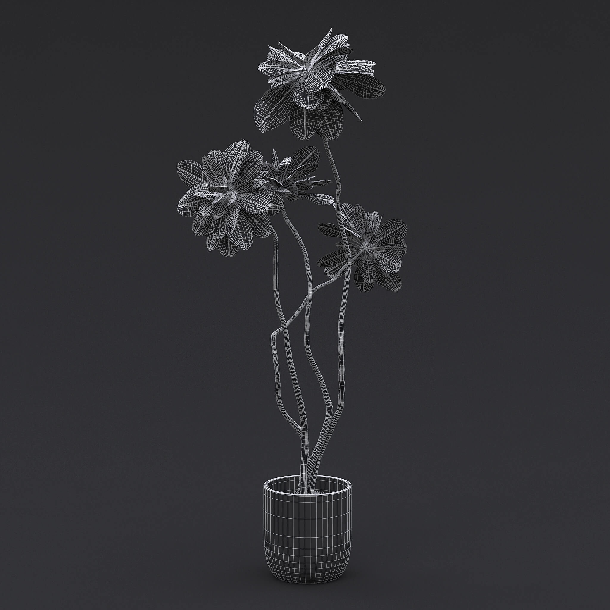 Fiddle Fig Tree II - 3D Model by fusemesh