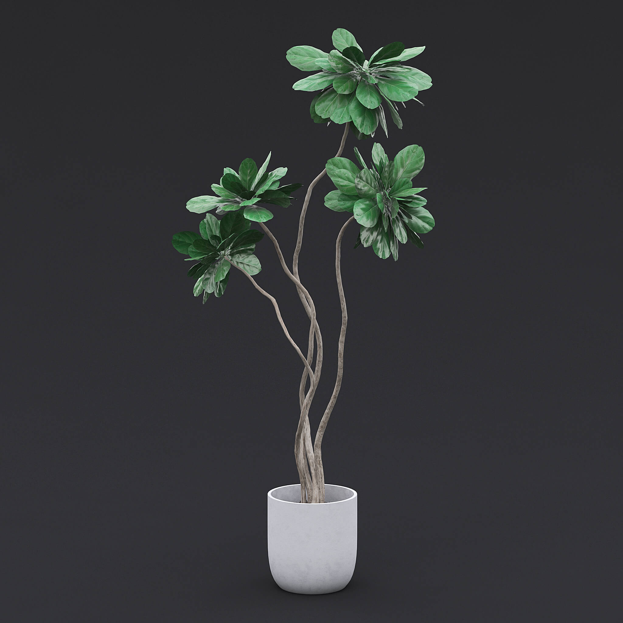 Fiddle Fig Tree II - 3D Model by fusemesh