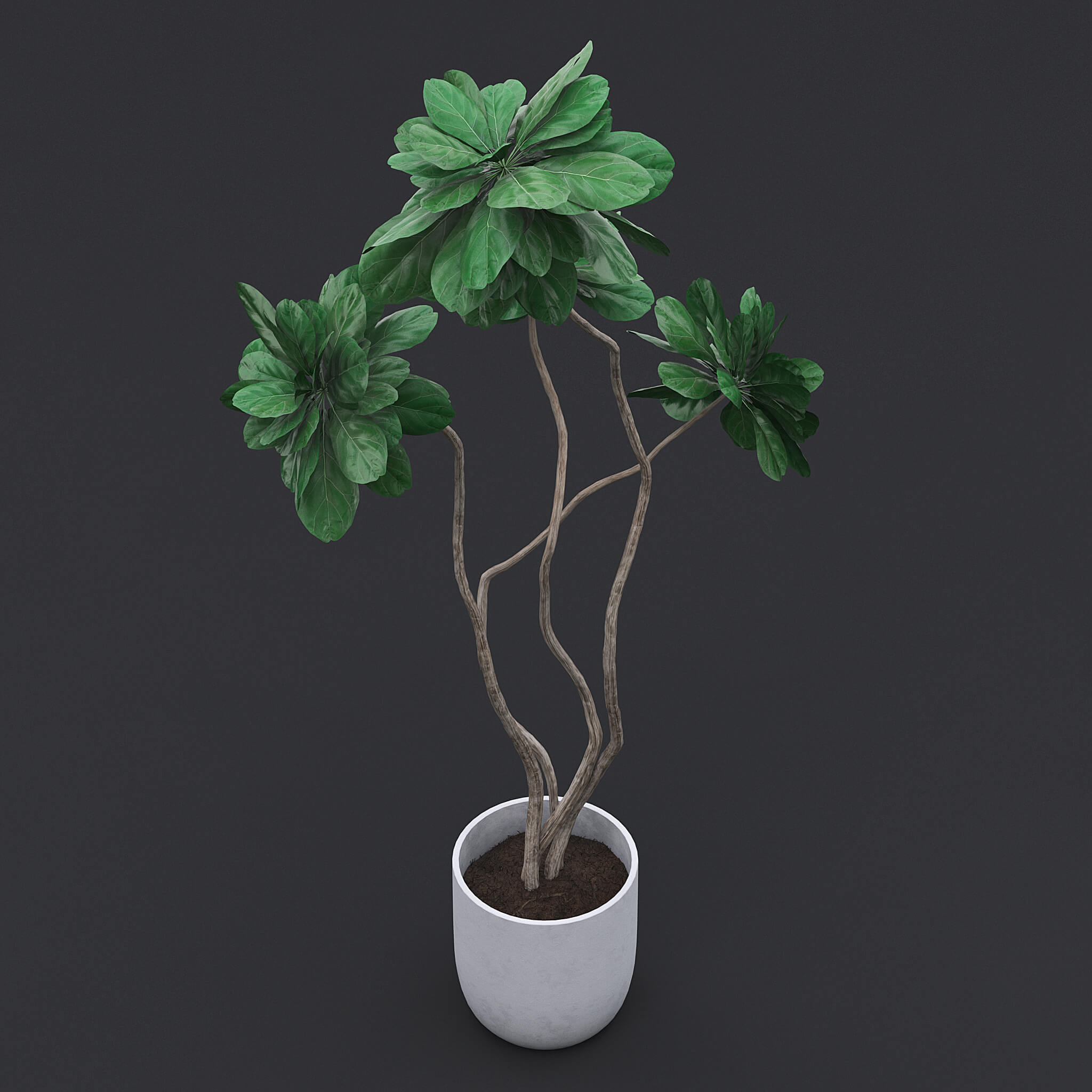 Fiddle Fig Tree II - 3D Model by fusemesh