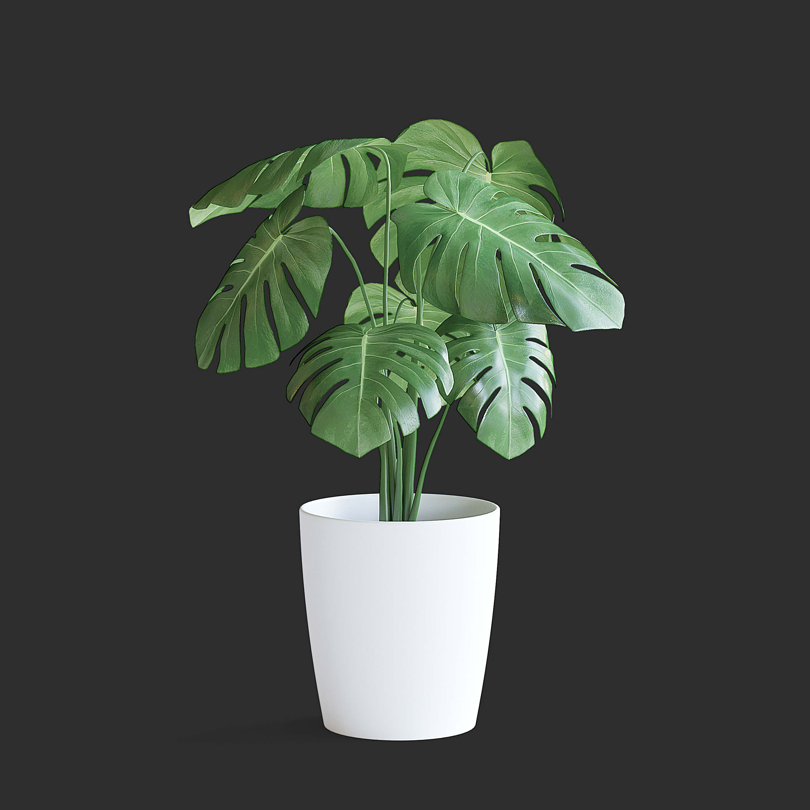Monstera Plant II - 3D Model by fusemesh