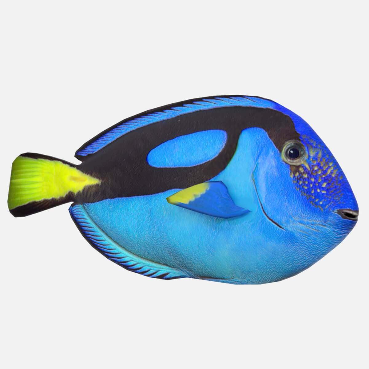 Blue Tang (Paracanthurus Hepatus) - 3D Model by GabrielCasamasso