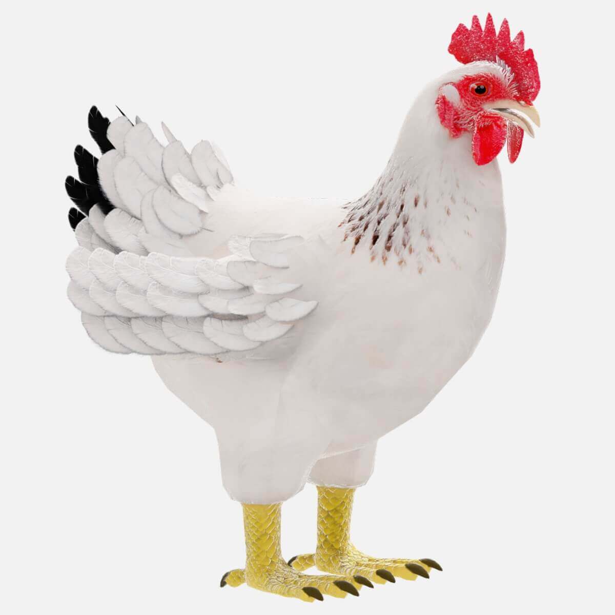 Chicken (Gallus Gallus Domesticus) - 3D Model by GabrielCasamasso