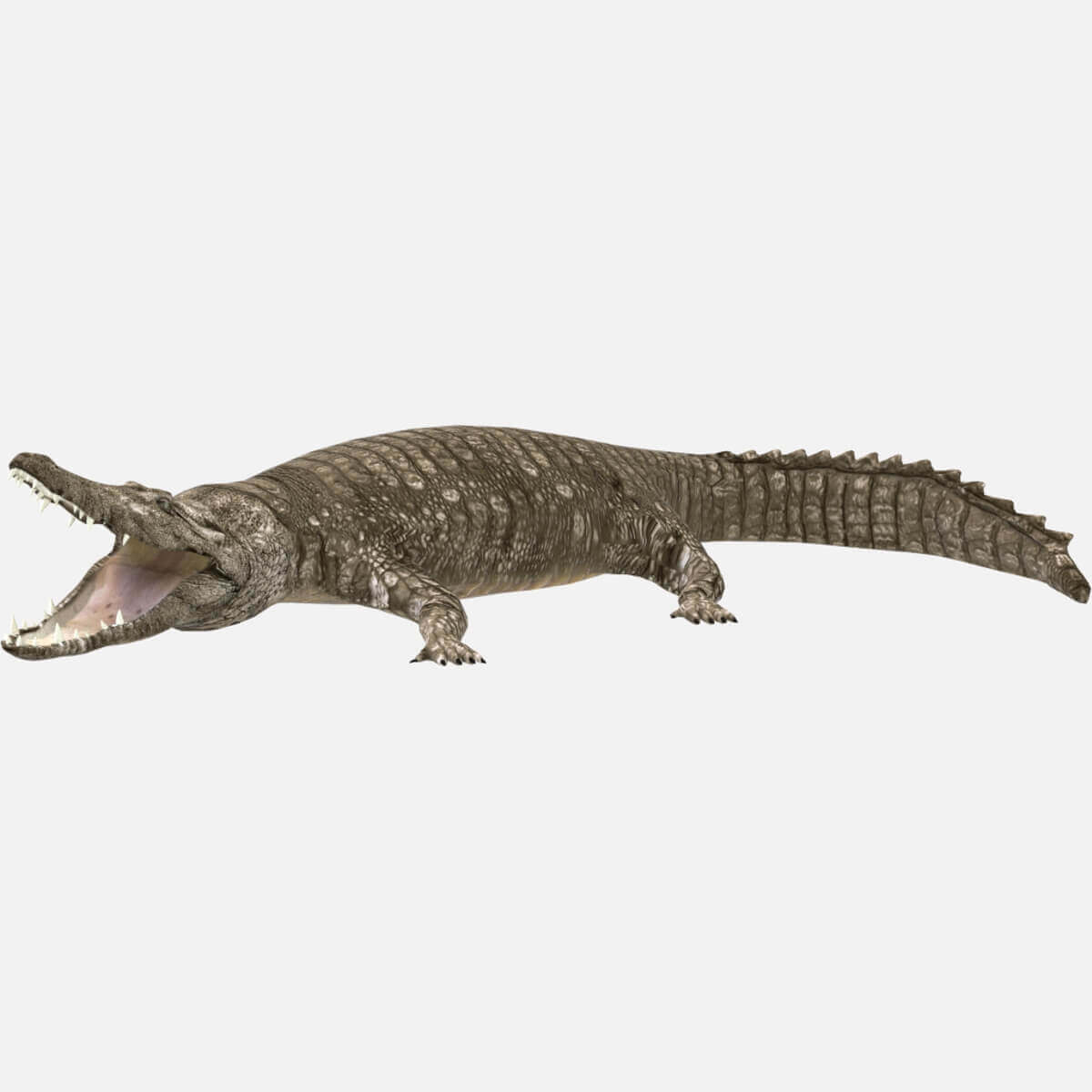 Crocodile - 3D Model by GabrielCasamasso