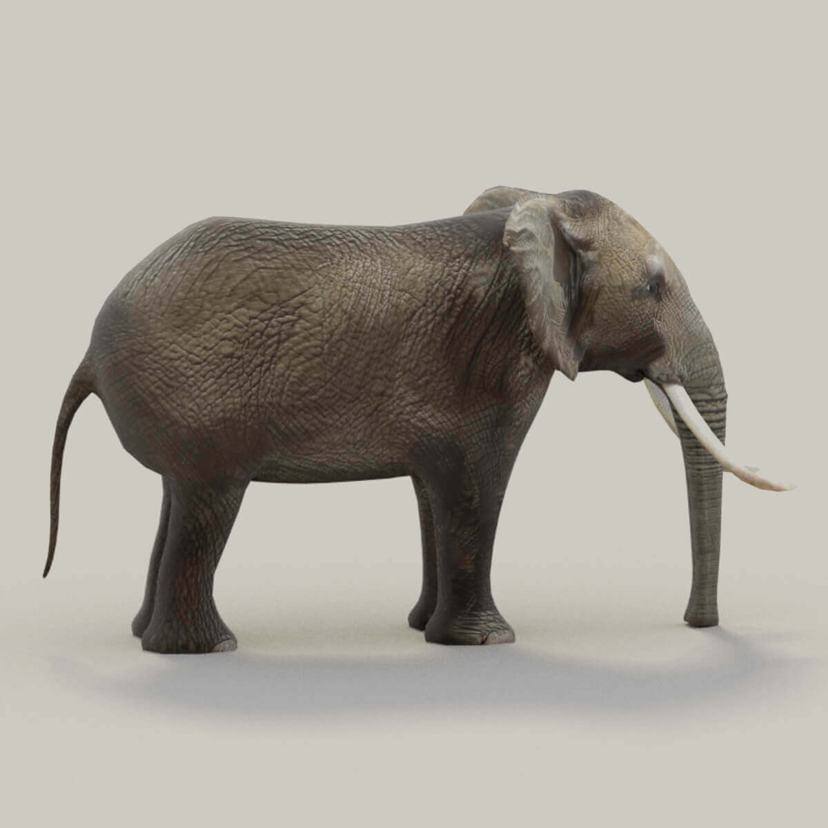 African Elephant - 3D Model by GabrielCasamasso