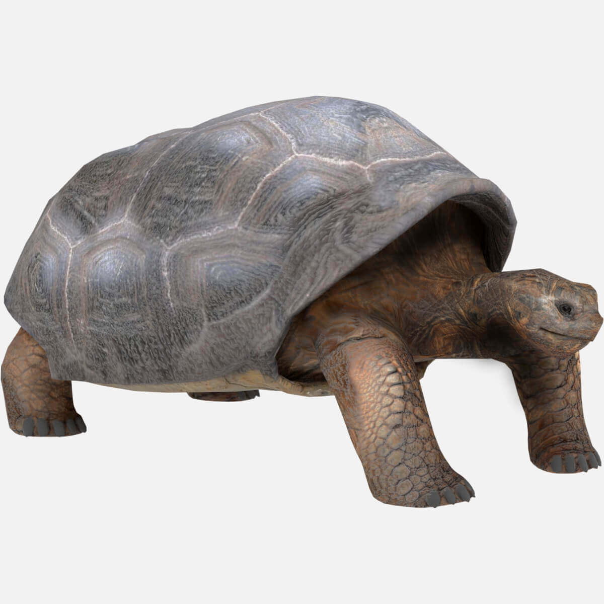 Galapagos Tortoise - 3D Model by GabrielCasamasso