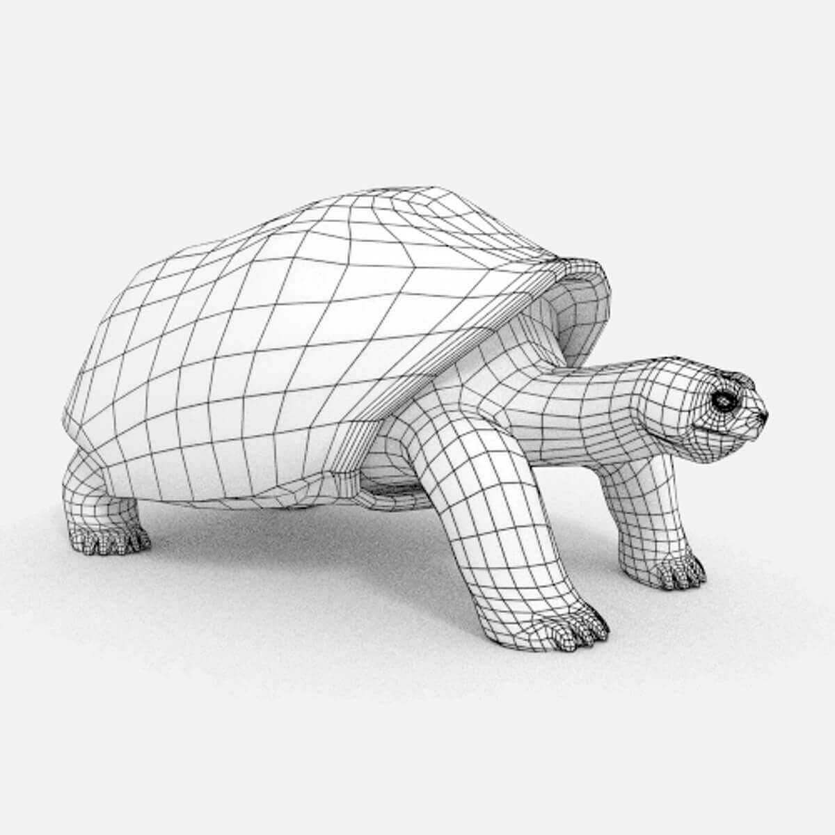 Galapagos Tortoise - 3D Model by GabrielCasamasso