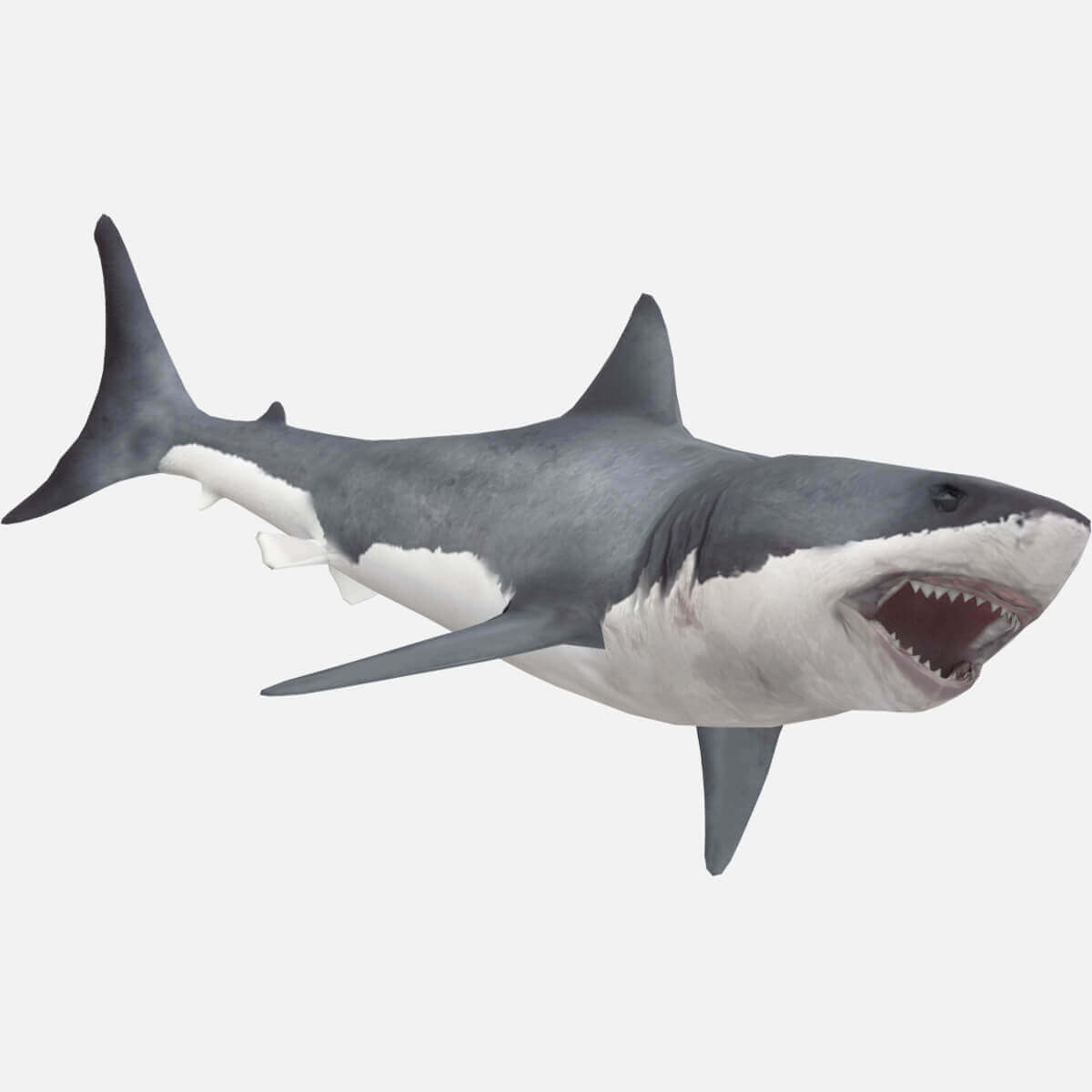 Great White Shark (Carcharodon Carcharias) - 3D Model by GabrielCasamasso