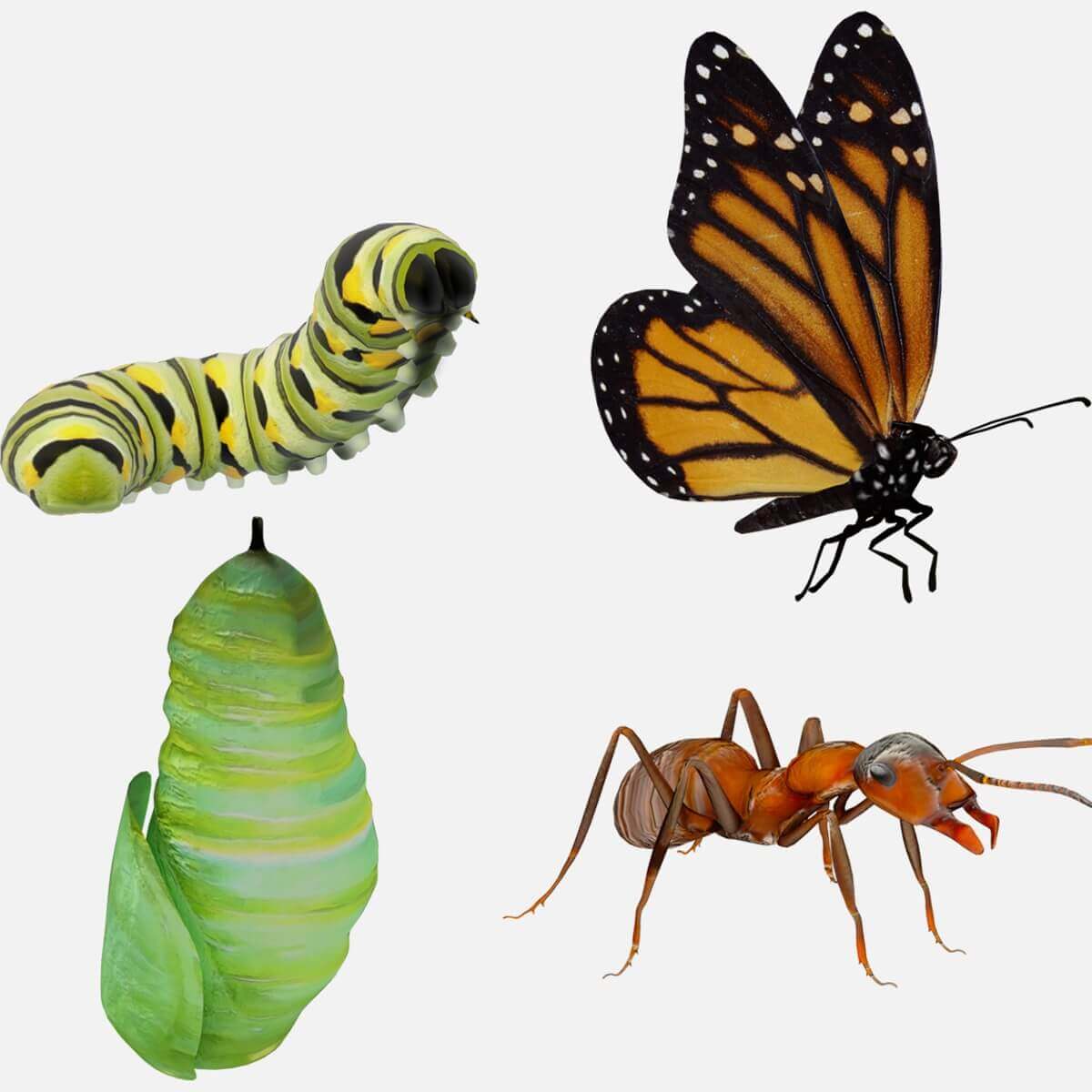 Insects Pack - 3D Model by GabrielCasamasso