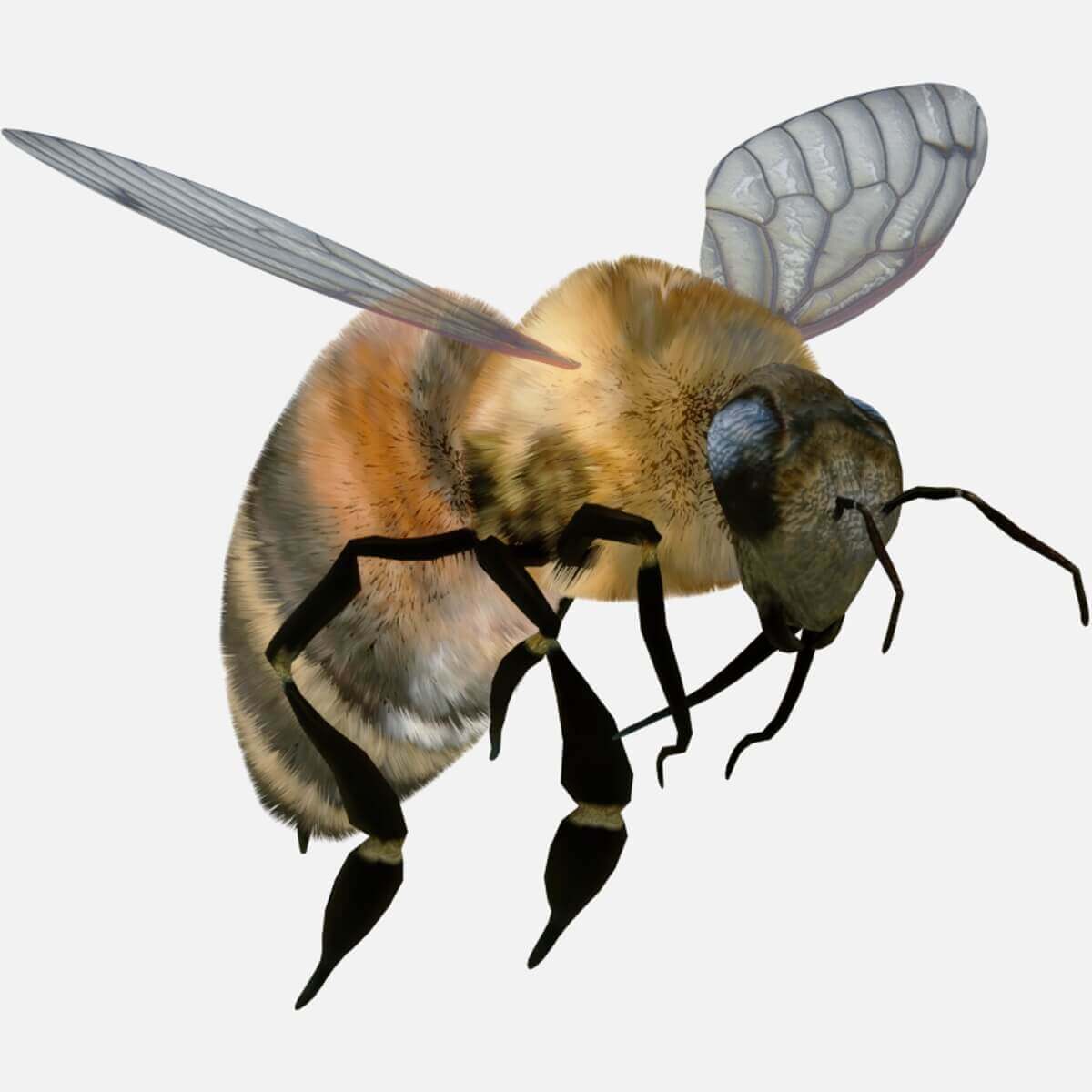 Insects Pack - 3D Model by GabrielCasamasso