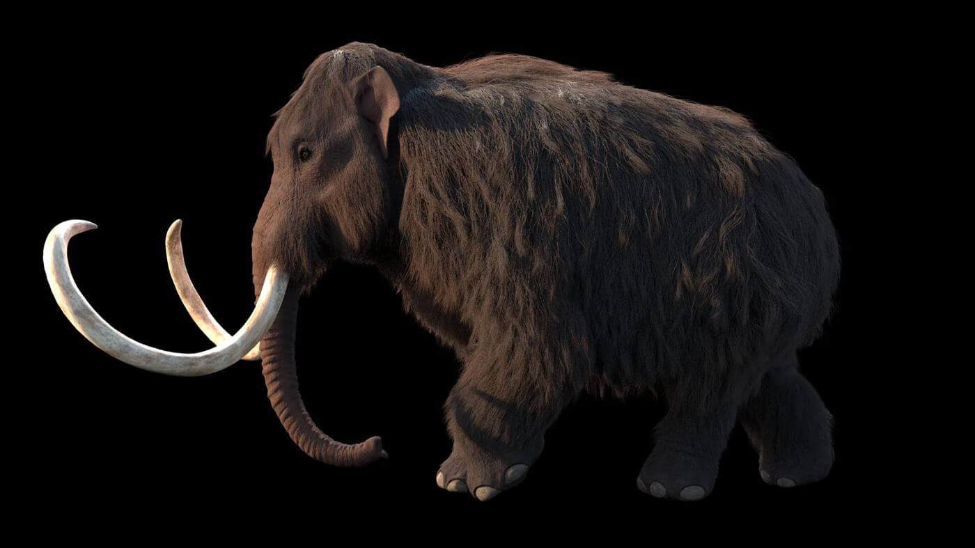 Woolly Mammoth (Mammuthus Primigenius) - 3D Model by GabrielCasamasso