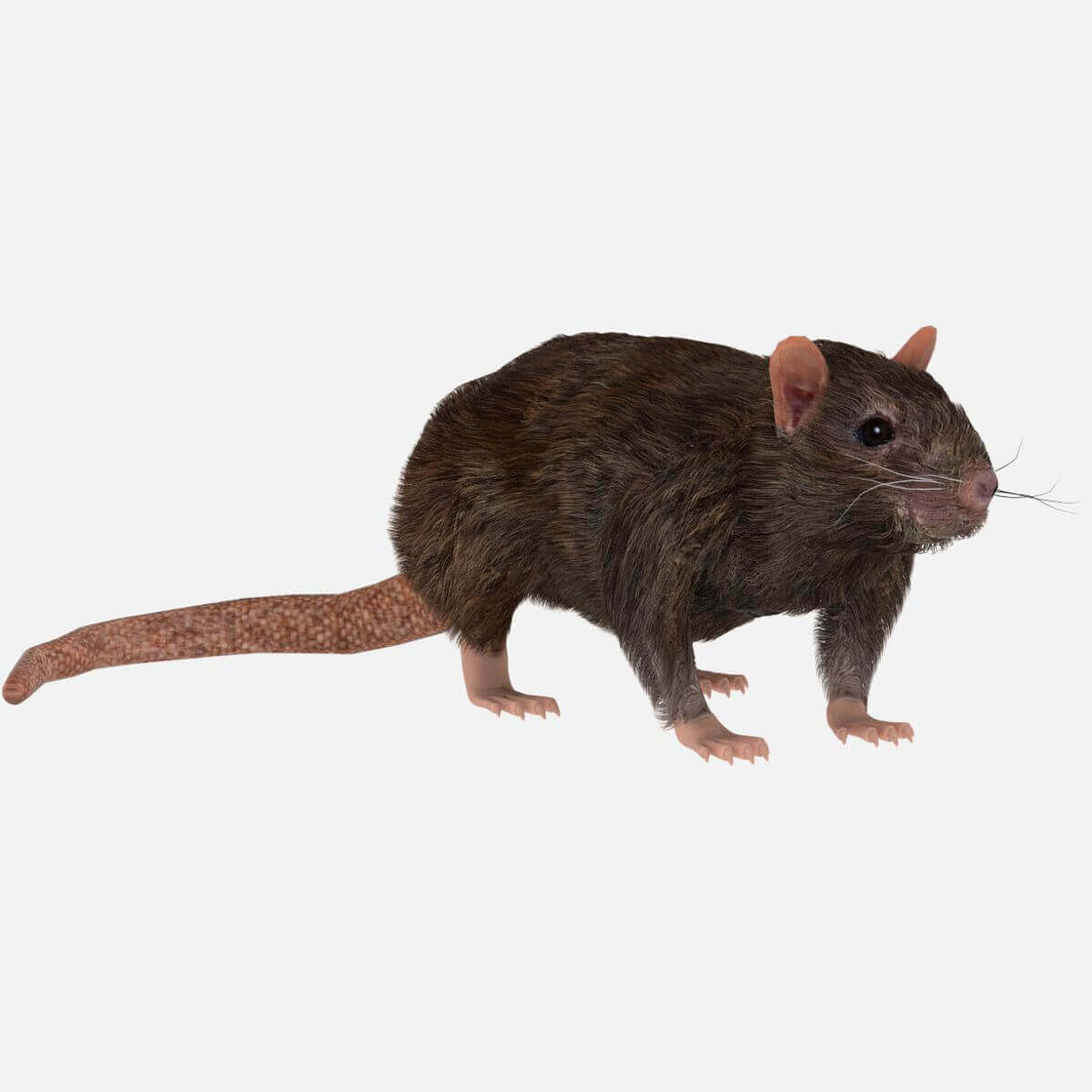 Rat - 3D Model by GabrielCasamasso
