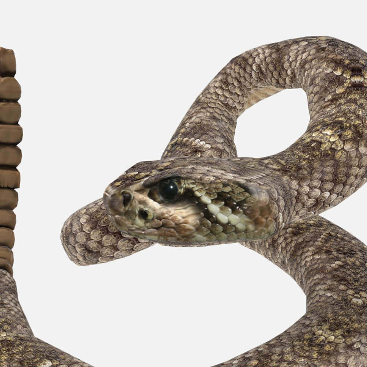Rattlesnake - 3D Model by GabrielCasamasso
