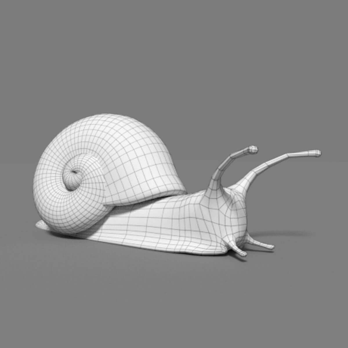 Snail (Helix Aspersa) - 3D Model by GabrielCasamasso