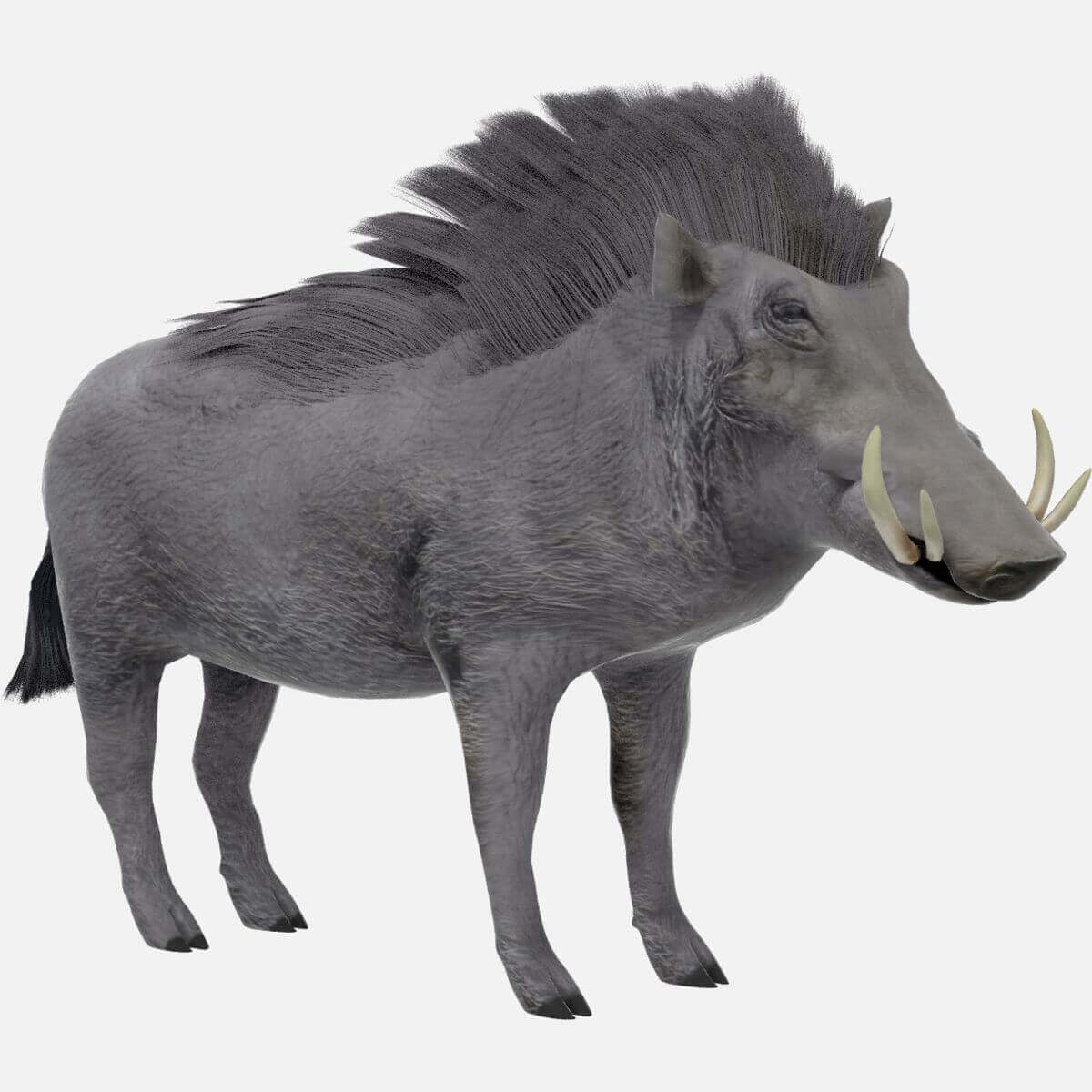 Warthog (Phacochoerus Africanus) - 3D Model by GabrielCasamasso
