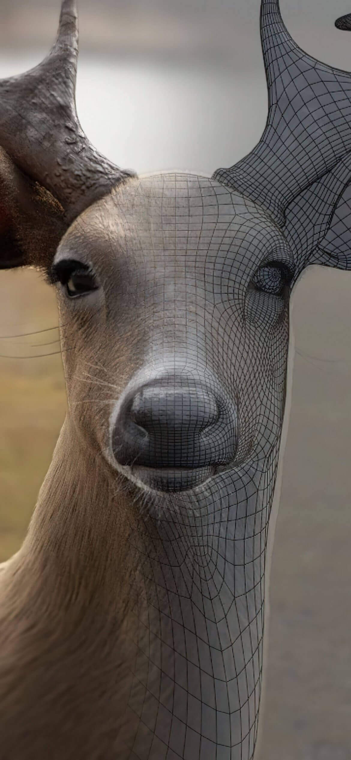 Wireframe Deer 3D Desktop HD Wallpaper
