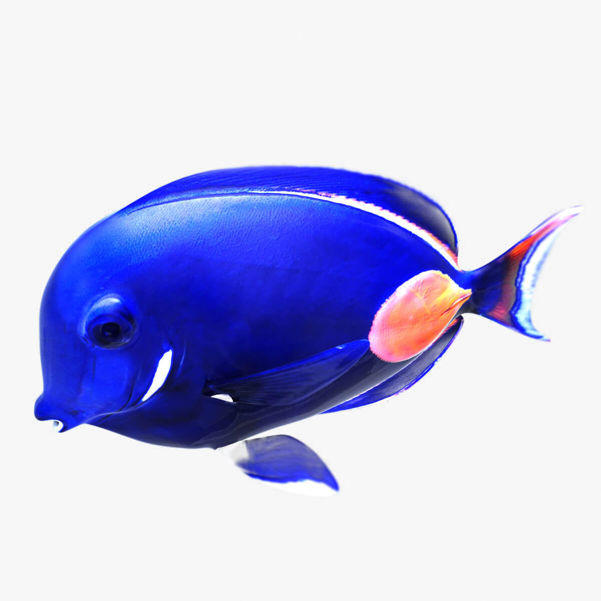 Achilles Tang Tropical Fish - 3D Model by Galva858