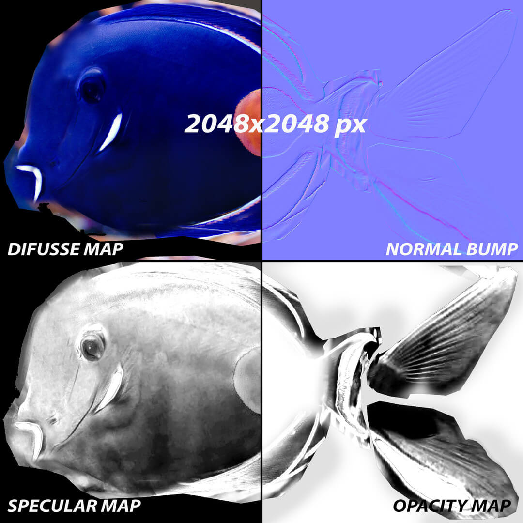 Achilles Tang Tropical Fish - 3D Model by Galva858