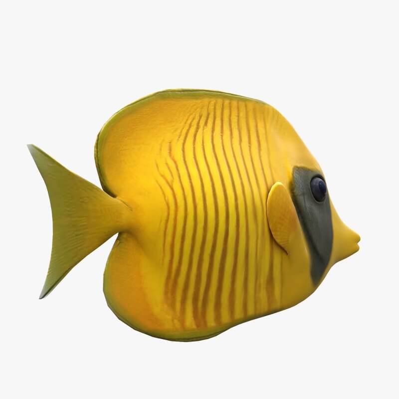 Yellow Butterfly Fish - 3D Model by Galva858