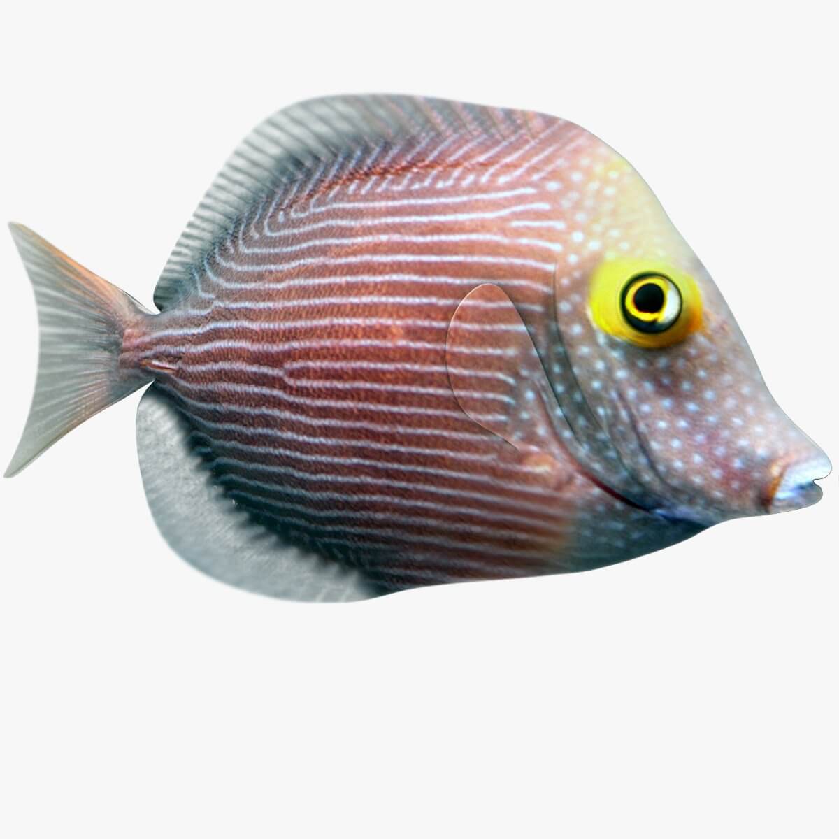 Yellow Eye Tang - 3D Model by Galva858