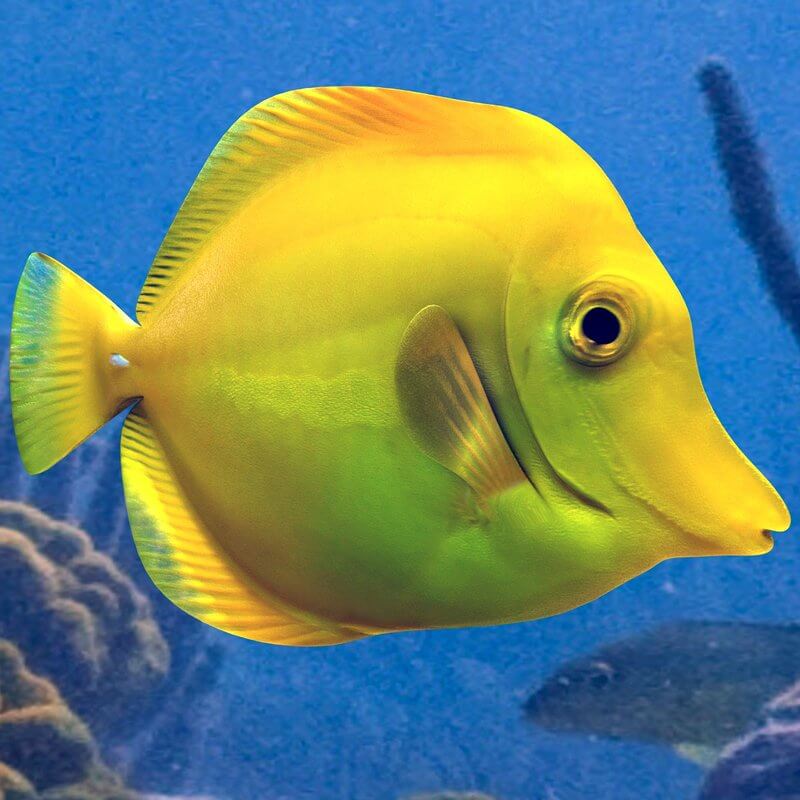 Yellow Tang Tropical Fish - 3D Model by Galva858
