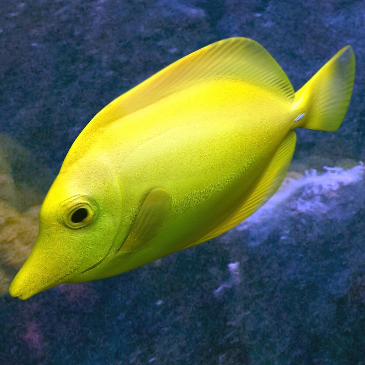 Yellow Tang Tropical Fish - 3D Model by Galva858