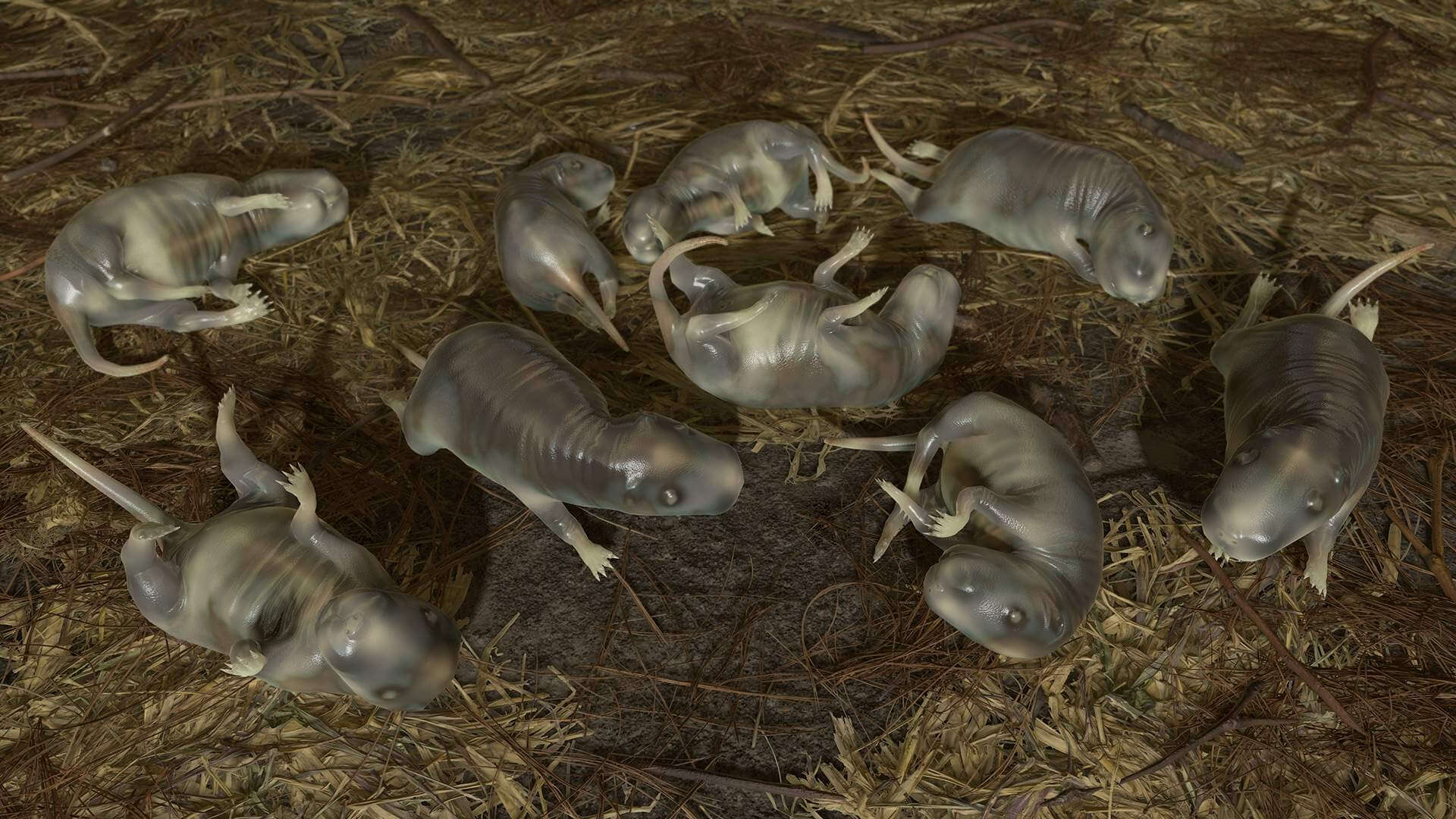 Cub Rat - 3D Model by Game-Ready Studios