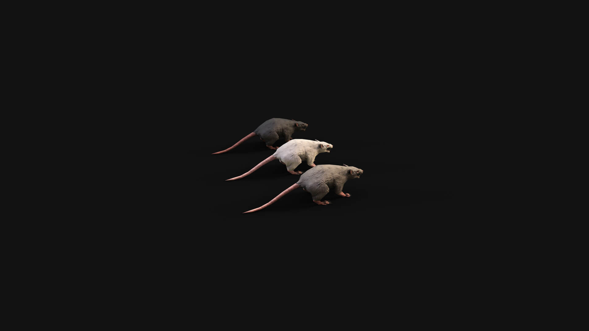 Animated Mobile Rat - 3D Model by Game-Ready Studios