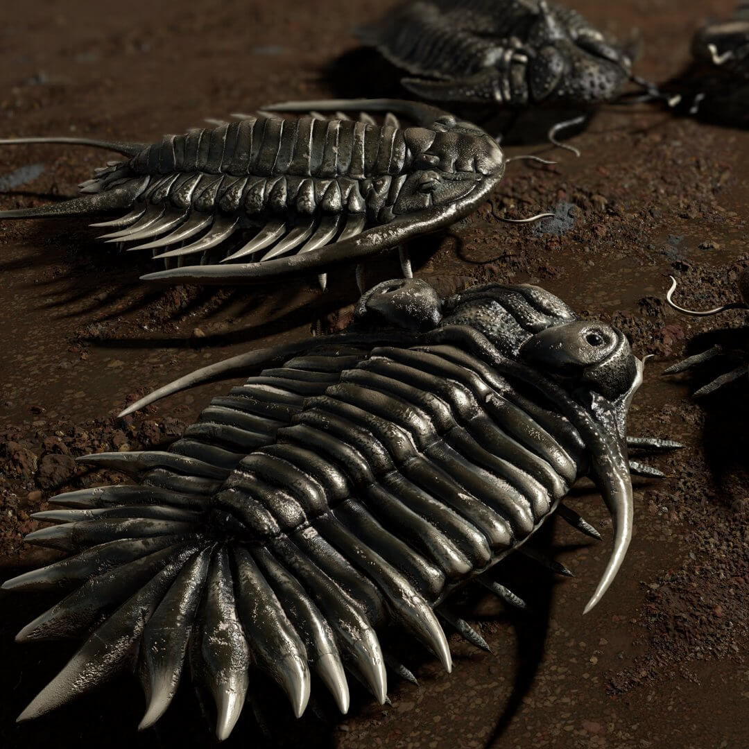 Trilobites Collection - 3D Model by Game-Ready Studios