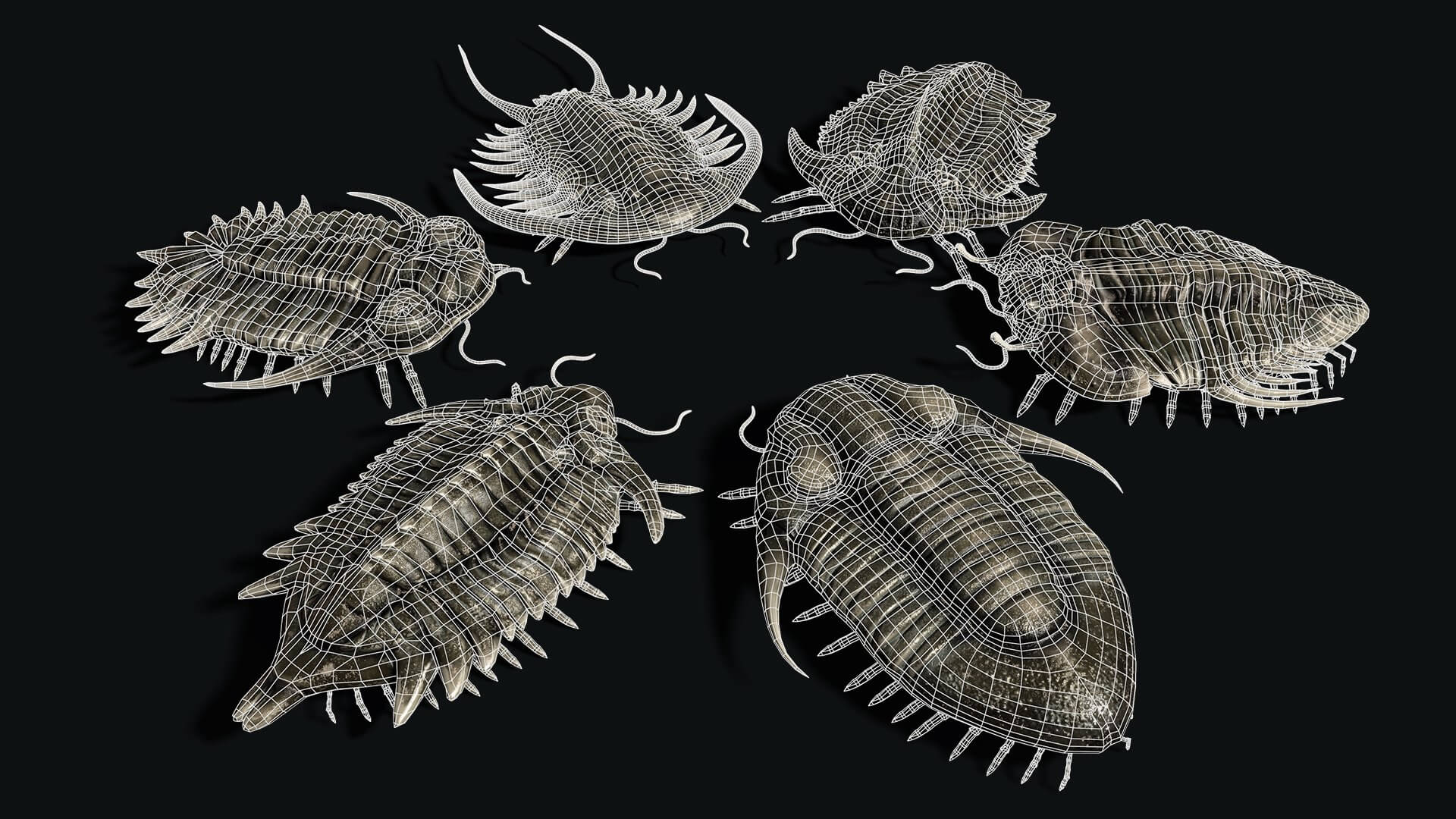 Trilobites Collection - 3D Model by Game-Ready Studios