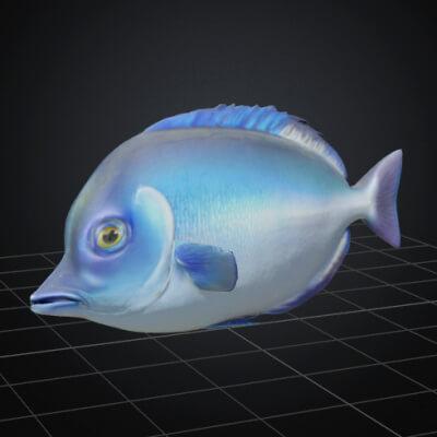 Realistic 3D Fish Model by GAVRAM