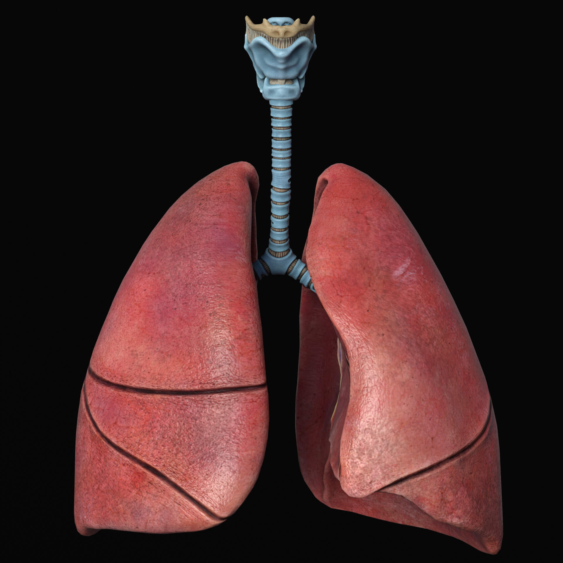 Bronchi - Larynx - Alveoli - Lungs 3D Model by GenaSabrodil
