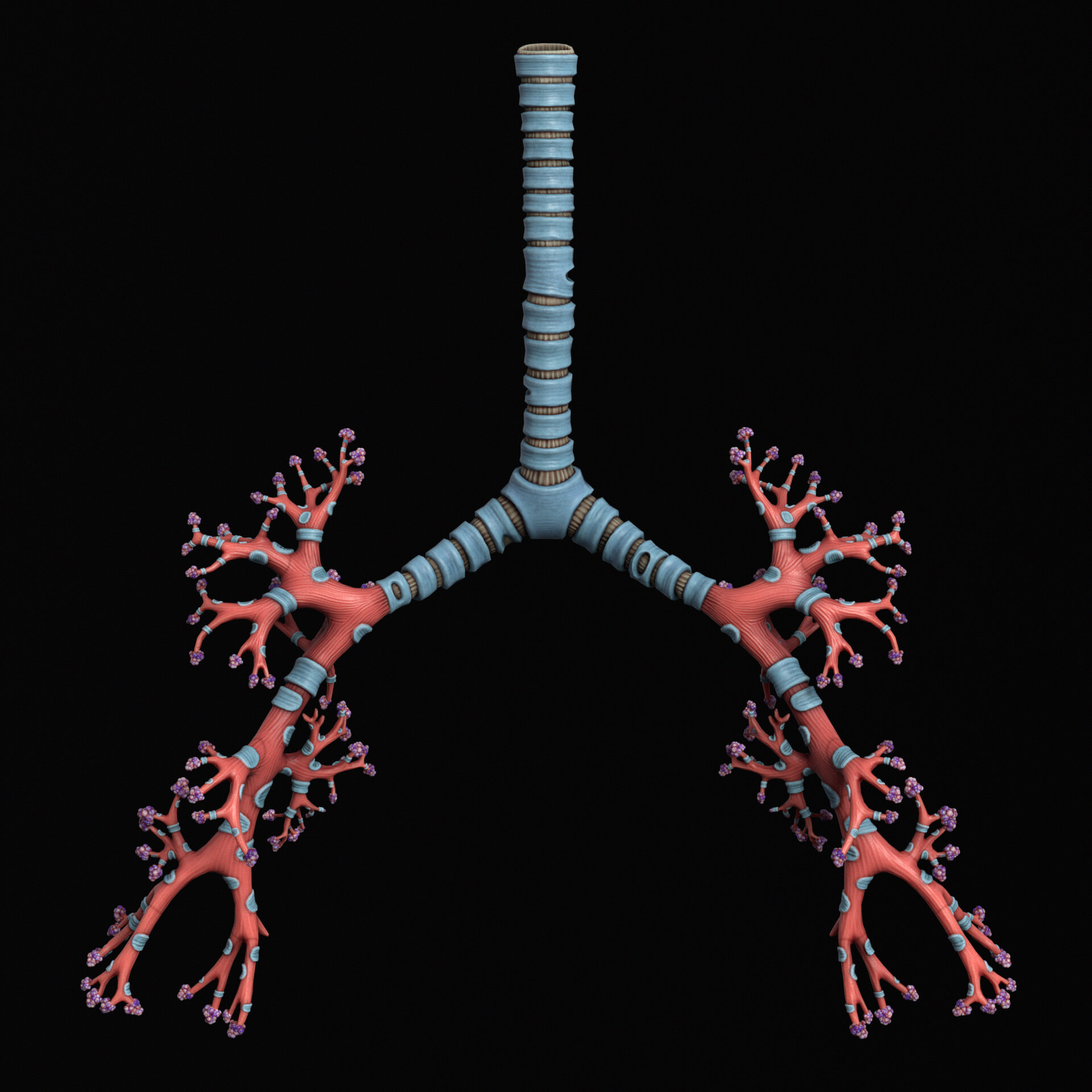 Bronchi - Larynx - Alveoli - Lungs 3D Model by GenaSabrodil