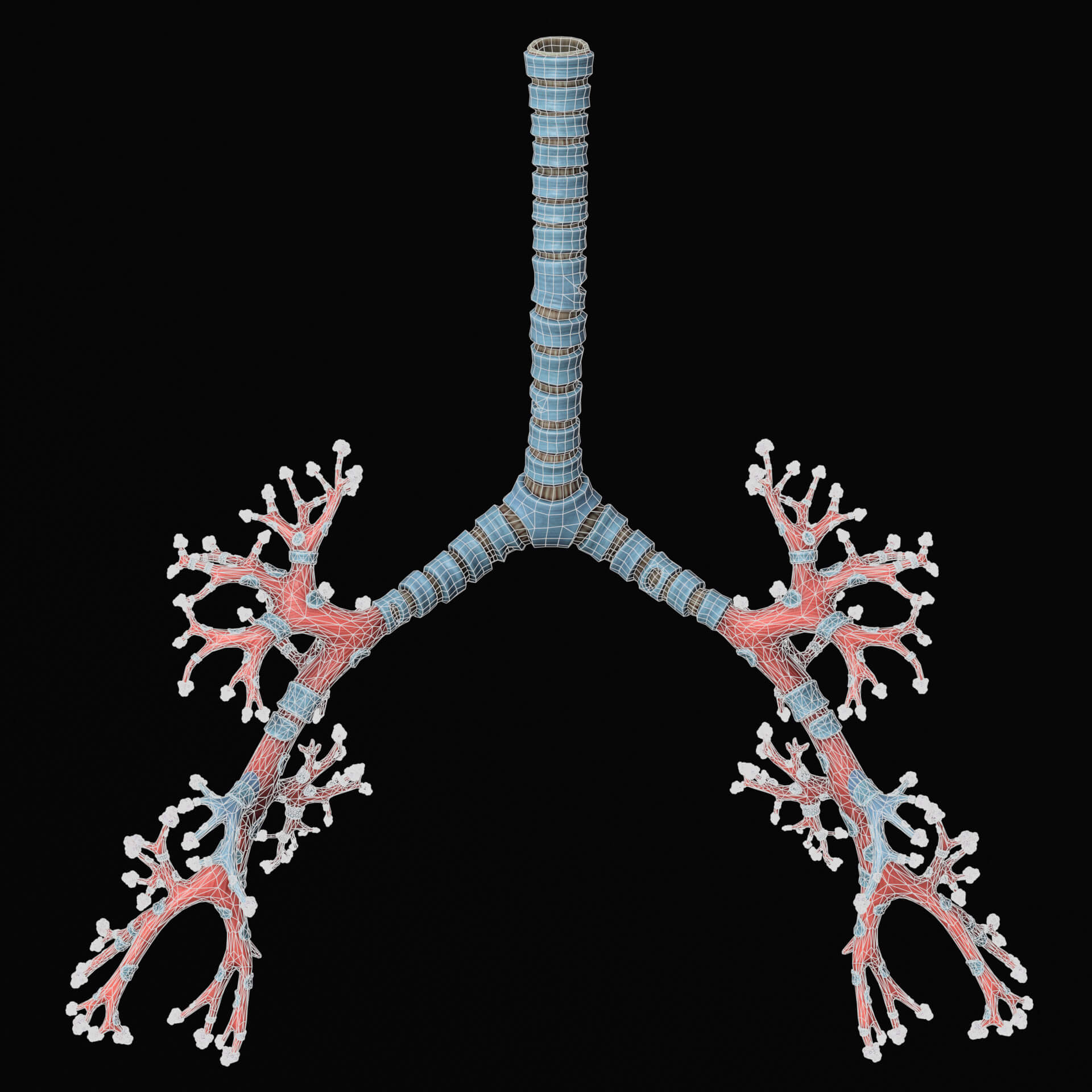 Bronchi - Larynx - Alveoli - Lungs 3D Model by GenaSabrodil