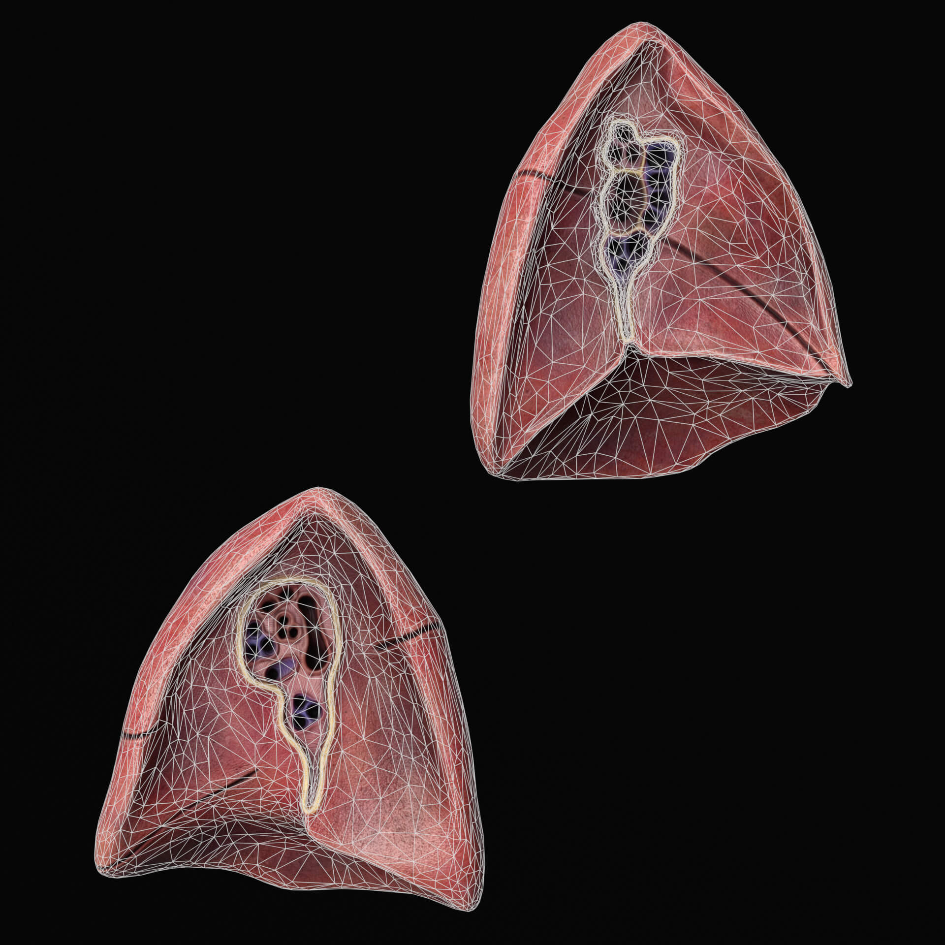 Bronchi - Larynx - Alveoli - Lungs 3D Model by GenaSabrodil