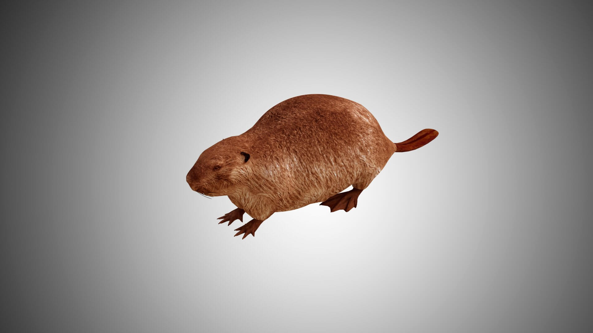 Beaver - 3D Model by george55555