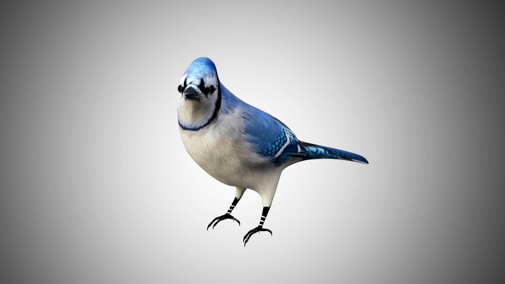 Blue Jay Bird - 3D Model by george55555