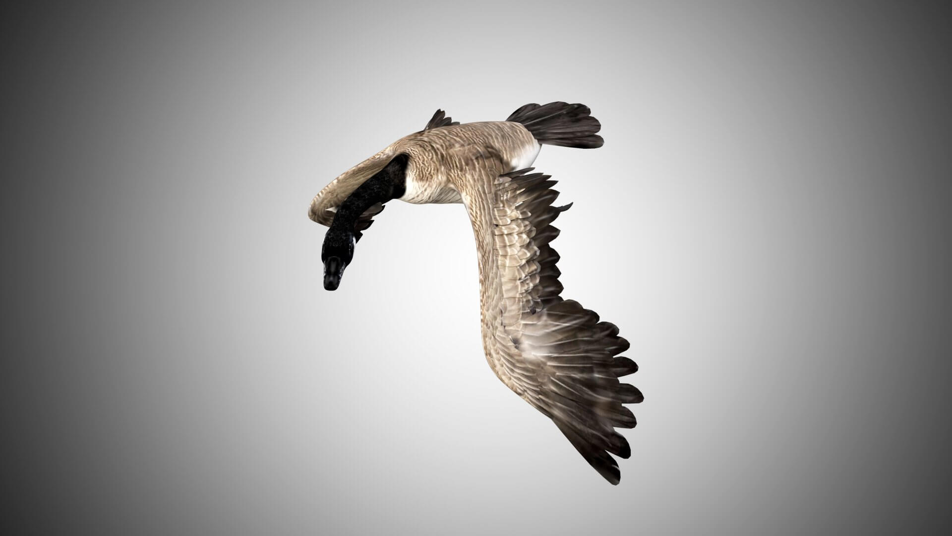 Canada Goose - 3D Model by george55555
