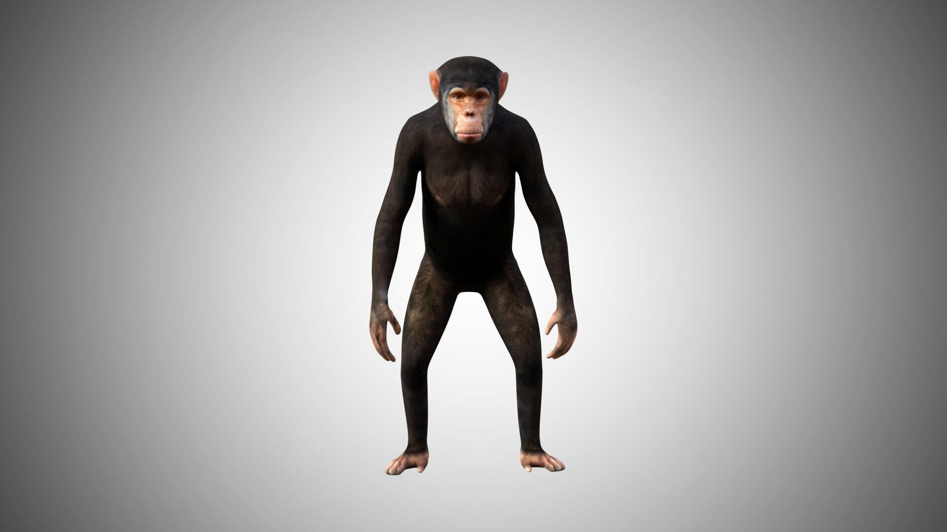 Chimpanzee - 3D Model by george55555