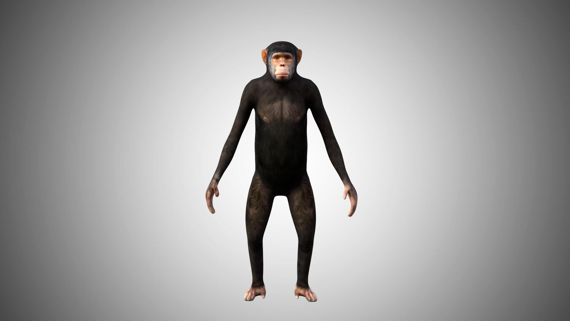 Chimpanzee - 3D Model by george55555