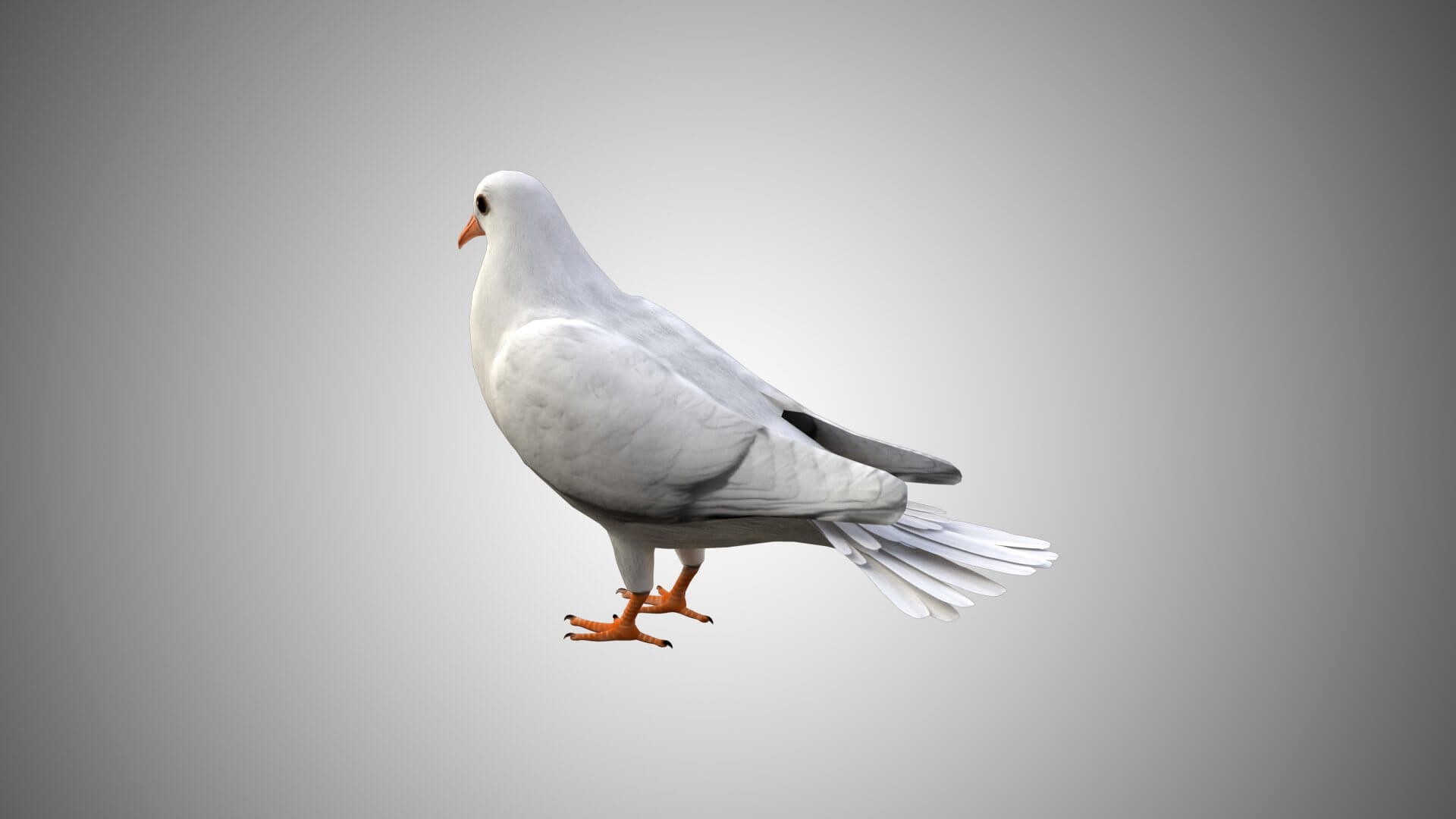 Dove - 3D Model by george55555