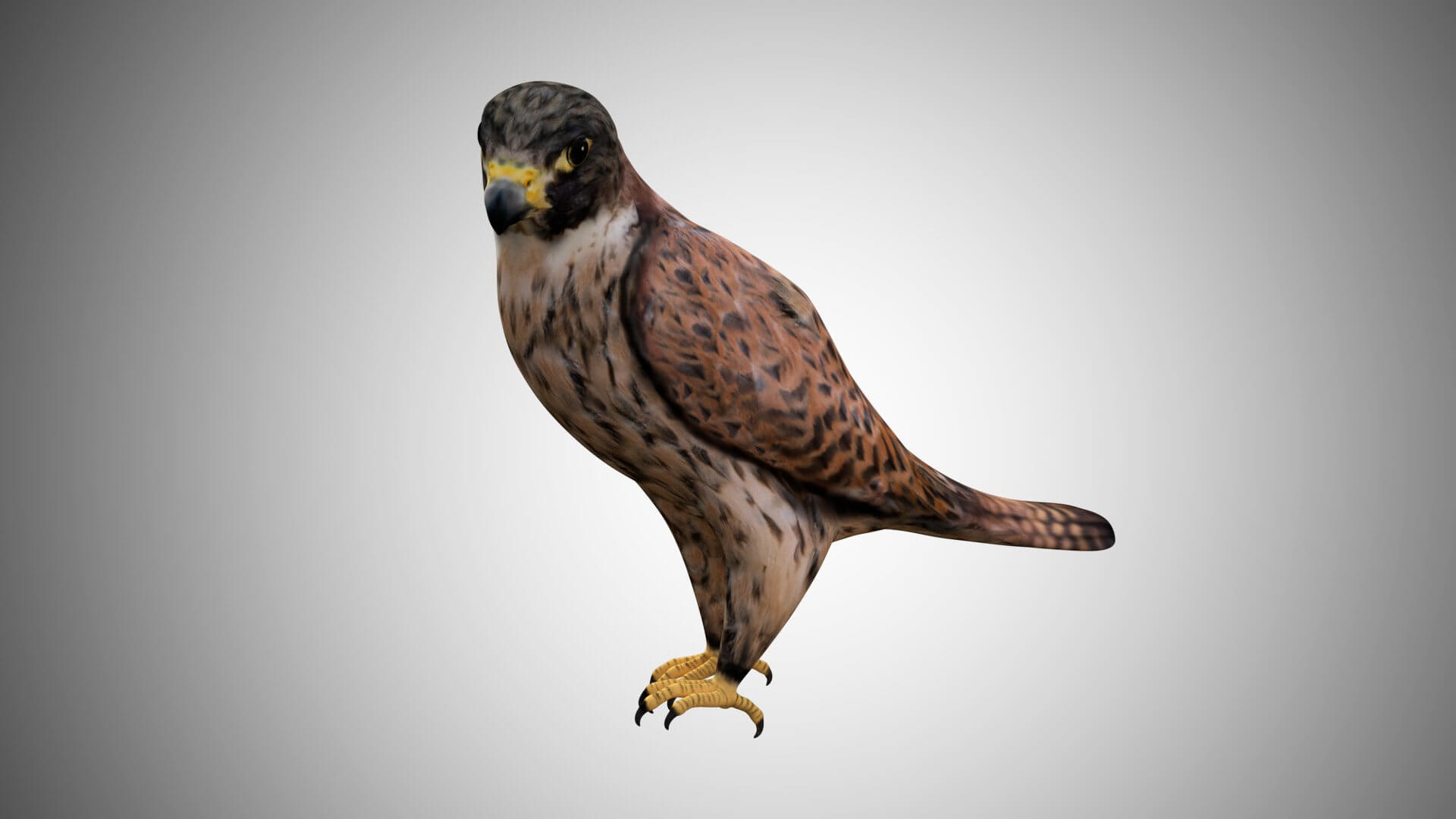Falcon Bird - 3D Model by george55555