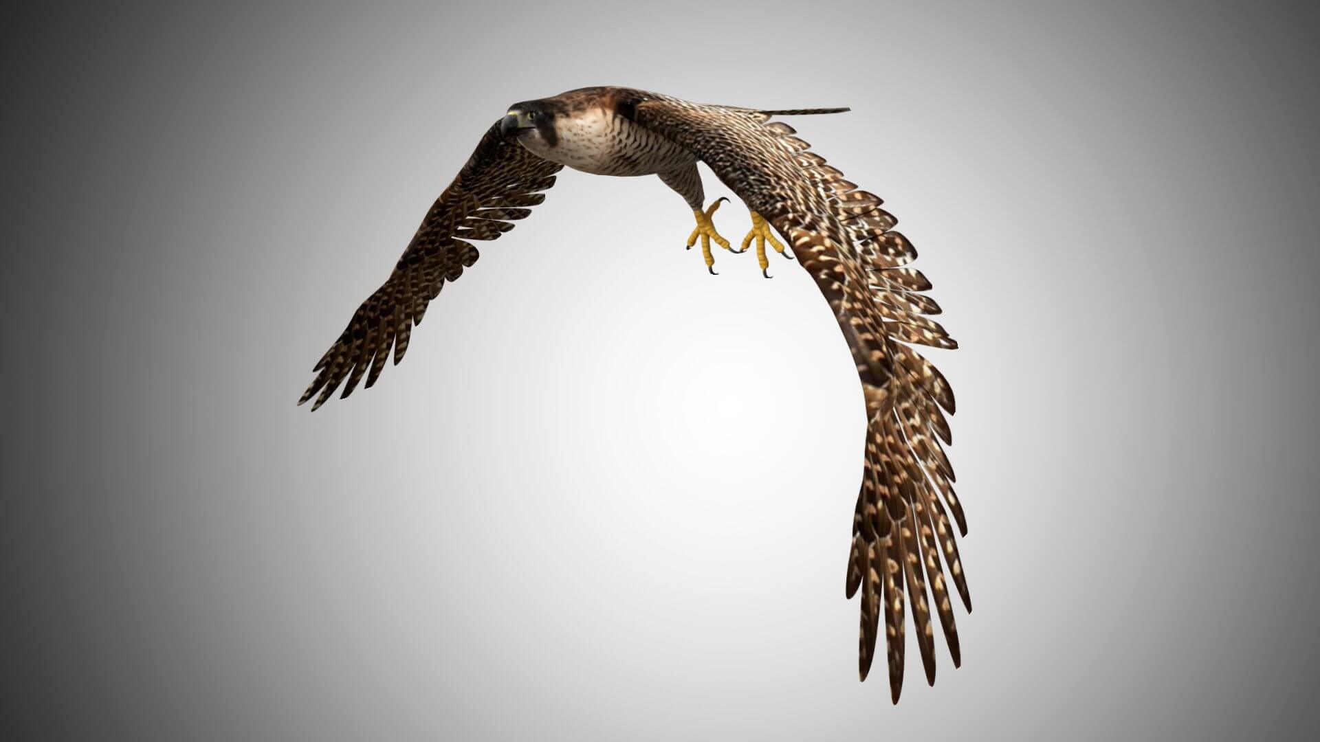 Falcon Bird - 3D Model by george55555