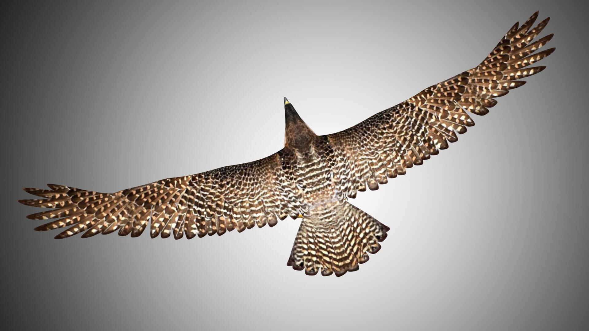 Falcon Bird - 3D Model by george55555