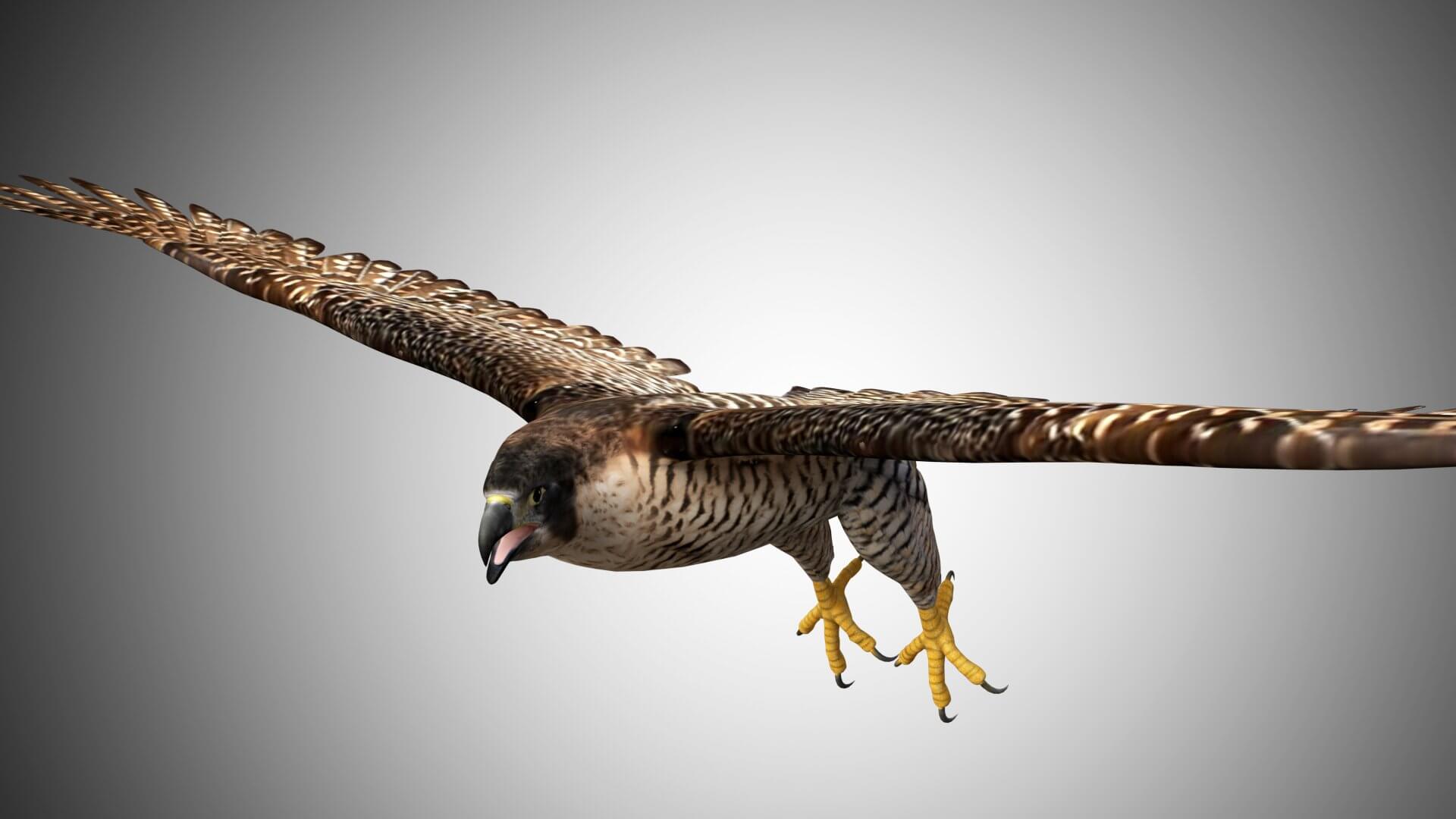 Falcon Bird - 3D Model by george55555